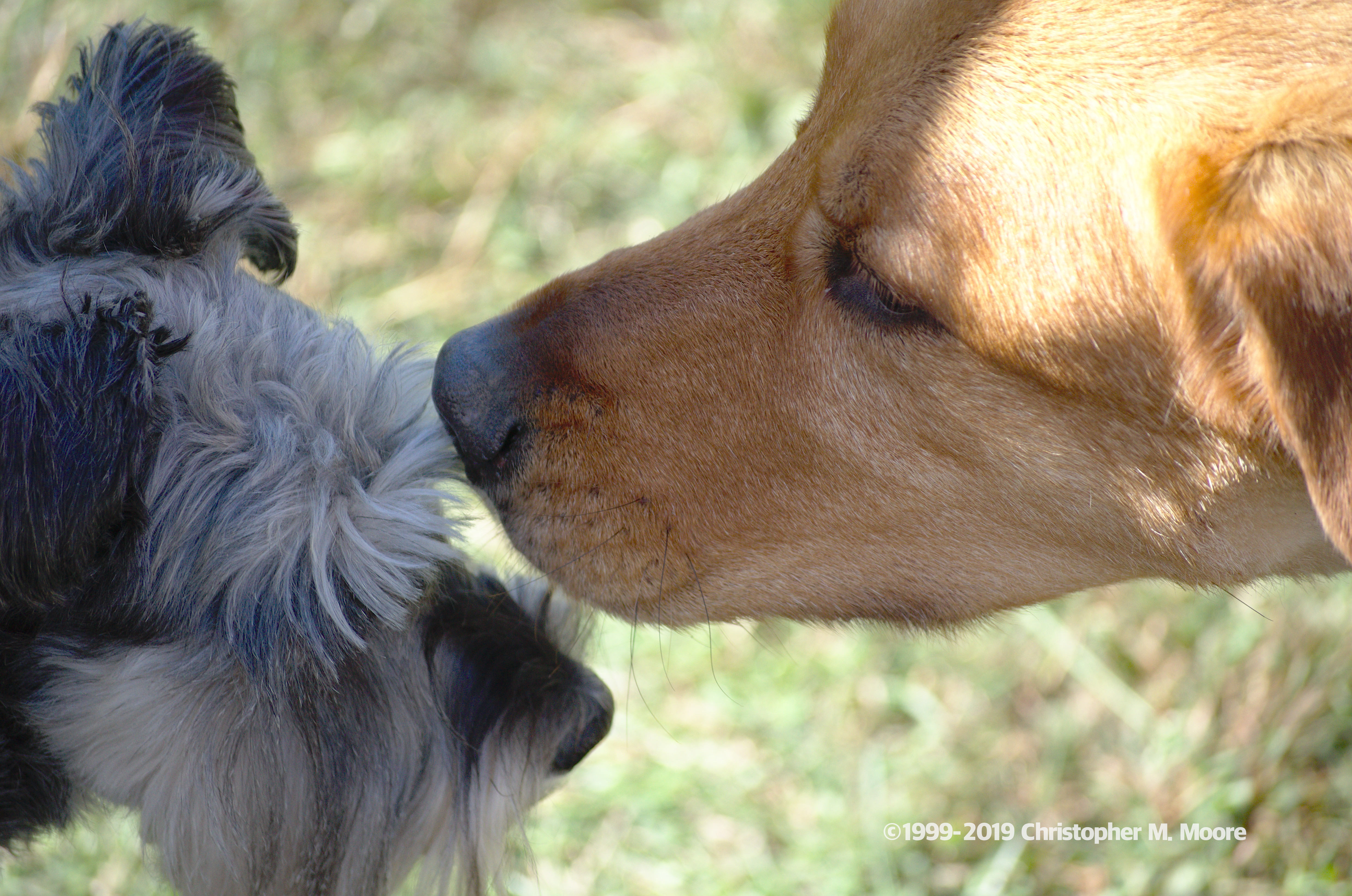 Schnauzer, Meet the Lab – Adventures of a Photo Nerd