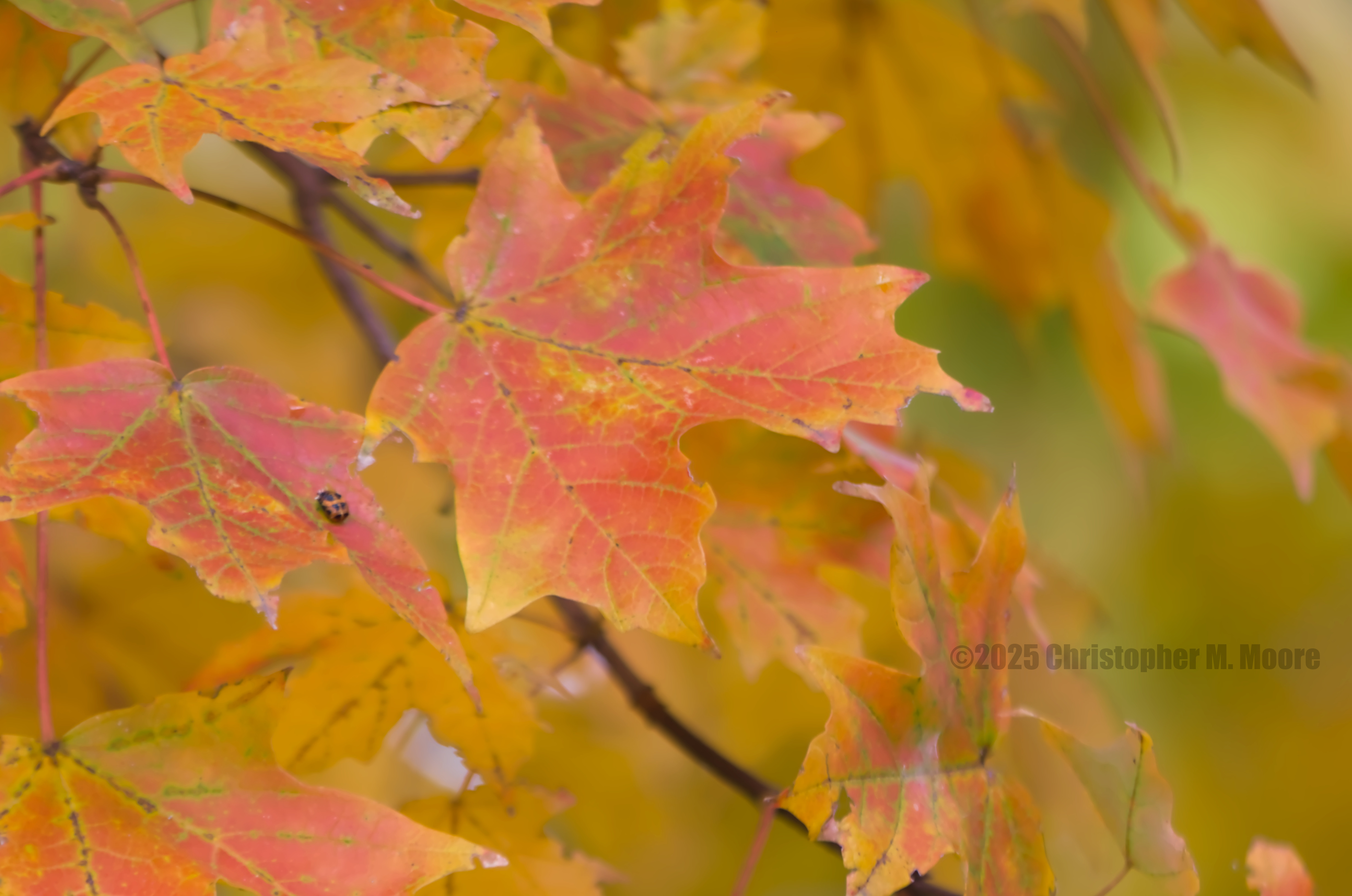 Ladybug Fall – Adventures of a Photo Nerd