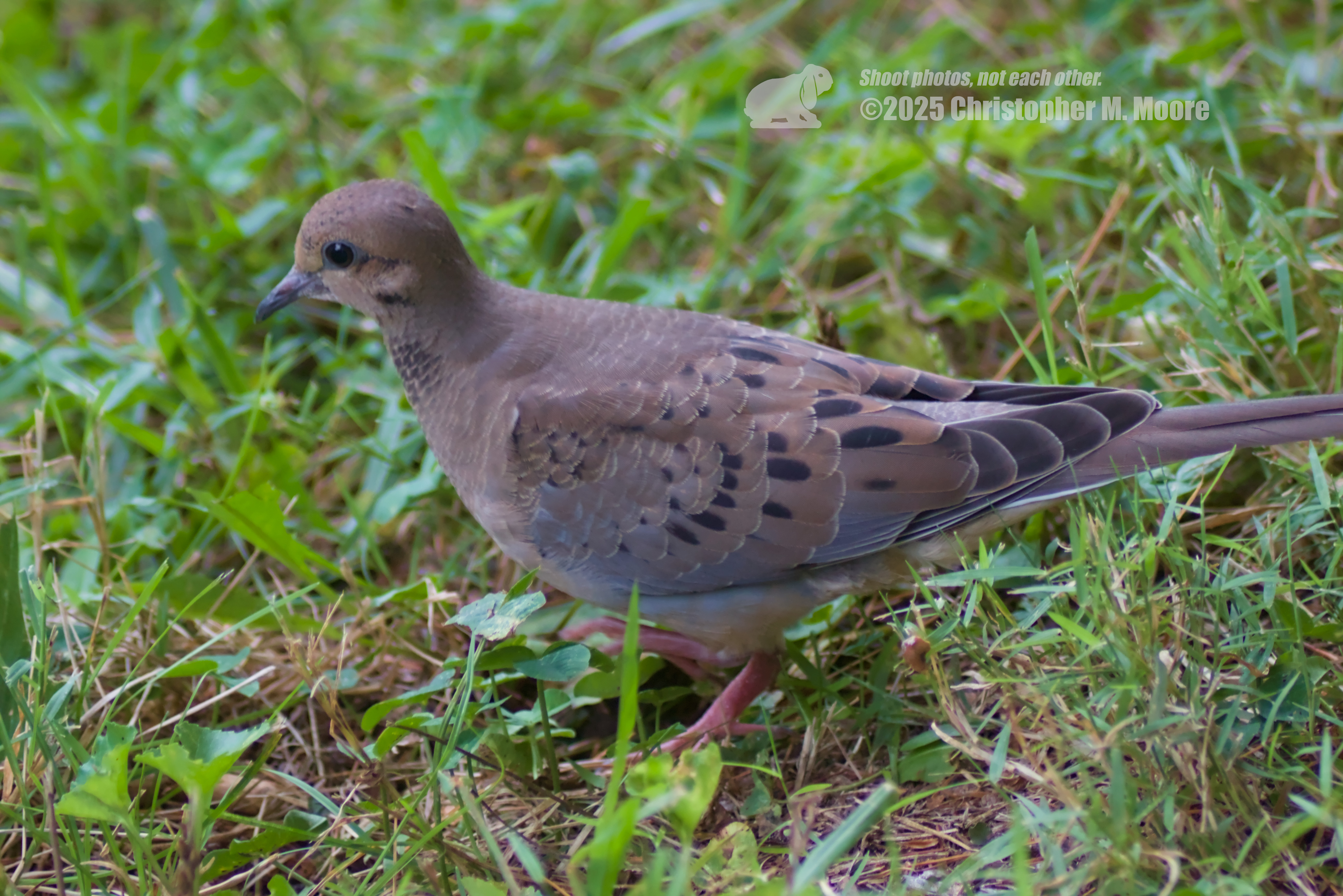 Morning Dove – Adventures of a Photo Nerd